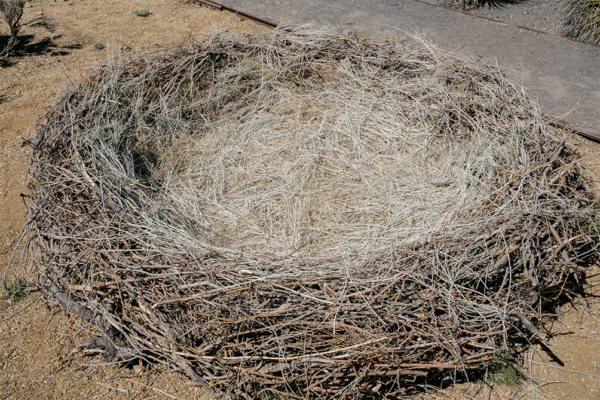 Human Bird Nest - Railyard Park Conservancy